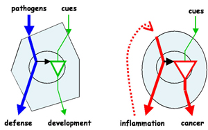 Molecular Link Between Inflammation And Cancer Discovered