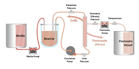 Gibco High-Intensity Perfusion CHO Medium