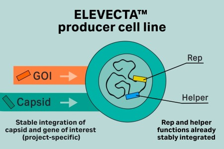 ELEVECTA Cell Line Portfolio For Adeno-Associated Virus (AAV) Manufacturing
