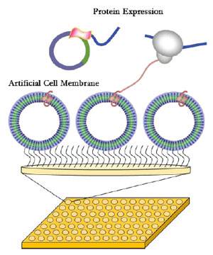 Plastic Cell Membranes For Faster And Cheaper Drug Development