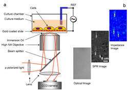 New Microscopy Method Opens Window On Previously Unseen Cell Features