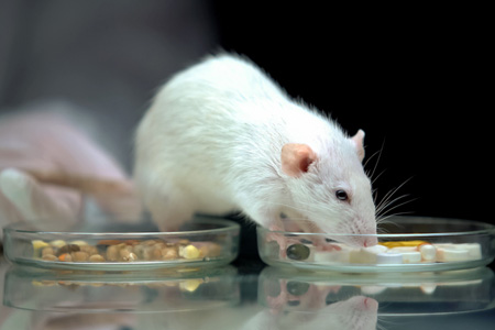 Unlocking Insights A Translational Mouse Model For Non-Genetic ...