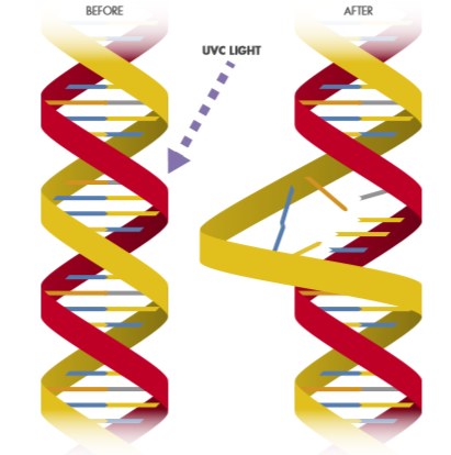 UVC LED Disinfection How UVC Radiation Makes The Coronavirus Harmless
