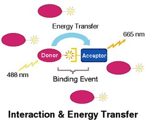Considerations for Development of FRET Assays