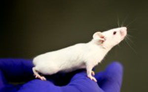 Breast Milk Kills HIV And Blocks Its Oral Transmission In Humanized Mouse