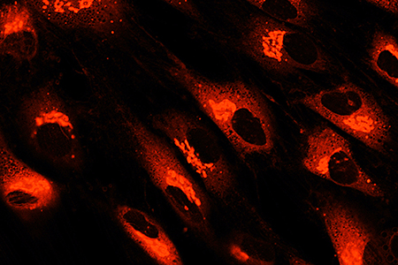 Optimizing Stem Cell Production With Modern-Day Lab Technologies