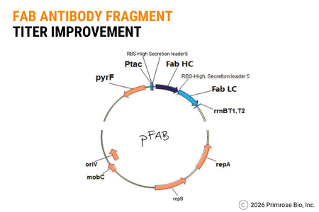 Fab Antibody Fragment Titer Improvement