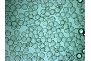 Novasep Invests In A €27M Viral Vector Production Facility