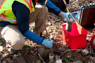 Treating Deep Aquifer Contamination With Phytoremediation