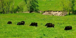 Grazing Management Effects On Stream Pollutants