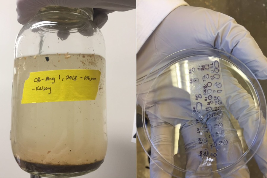 U Of T Researchers Use Machine Learning To Speed Up Counting Of ...