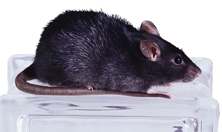 $34M Grant Awarded To Create Mouse Models Of Human Diseases