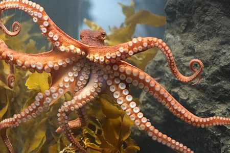 Octopi Arms Could Aid In Design Of Surgical Manipulator