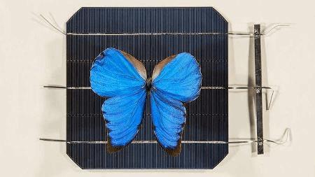 Butterfly Wings Inspire Invention That Opens Door To New Solar Technologies