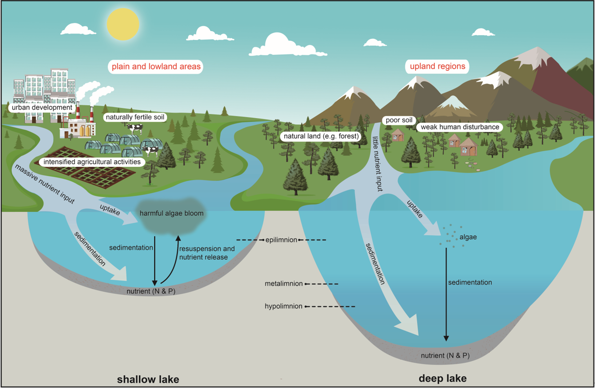 Why Are Shallow Lakes Prone To Eutrophication?