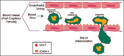 Isis, Abbott Establish Antisense Manufacturing Collaboration