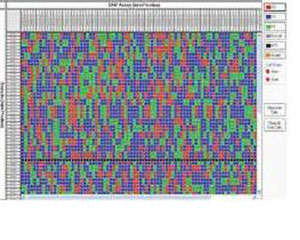 High Sample Throughput SNP Genotyping Of Cattle