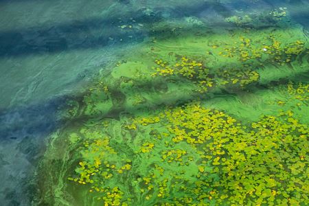 CyANWeb Tool Helps Monitor Water Quality To Detect Early Warning Signs ...