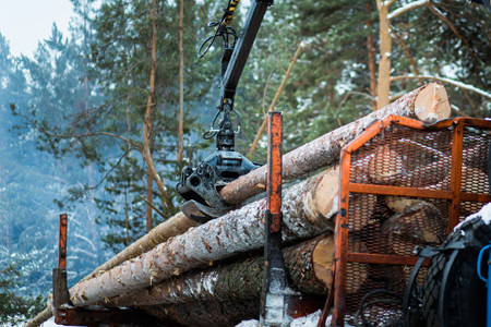 How Digitalization Is Revolutionizing The Forestry Sector