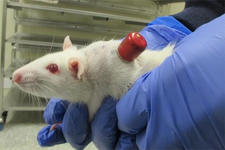 Intravenous Sampling And Administration In Rodents Overcoming The ...