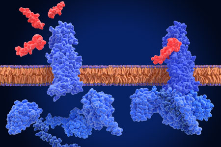 Excellence In Peptide And Oligonucleotide Purification Advanced Process ...