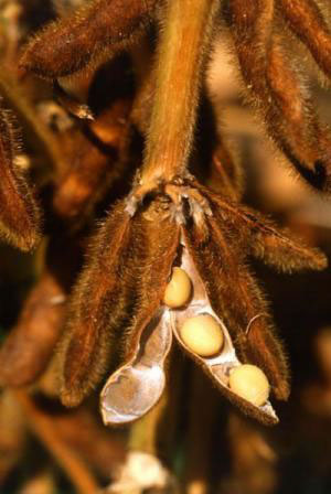 Soybean Genome Sequenced
