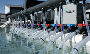 BASF And Solix Biofuels Collaborate To Produce Specialty Chemicals From ...