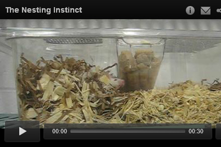 The Nesting Instinct