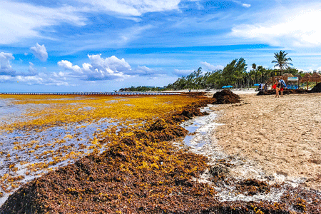 5,000-Mile-Wide Seaweed Bloom Approaching Florida, Threatening Water ...