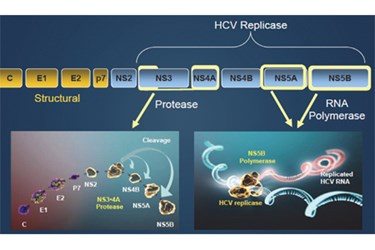 Comprehensive Global Testing Solutions For HCV Novel Therapeutics In ...