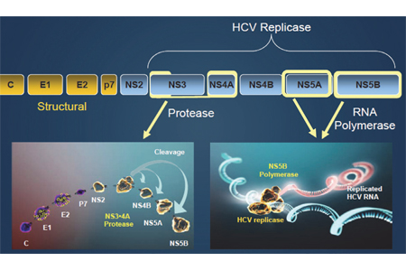 Comprehensive Global Testing Solutions For HCV Novel Therapeutics In ...