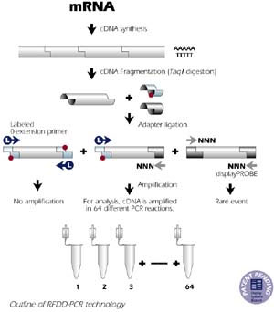 Differential Display Kit
