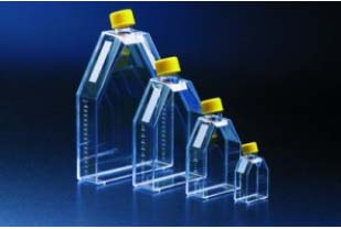 Tissue Cell Culture Flask