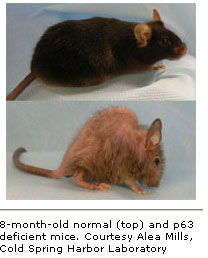 Gene Loss Accelerates Aging