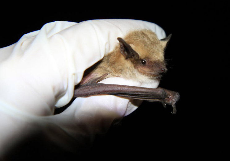 Could Bats Guide Humans To Clean Drinking Water In Places Where It's Scarce