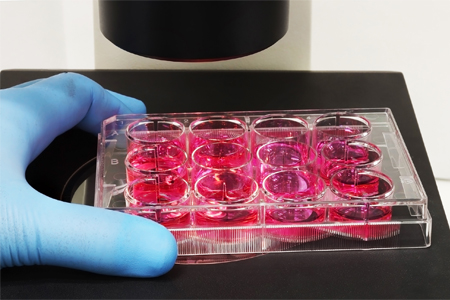 TrypLE Select Enzyme A Temperature-Stable Replacement For Animal ...