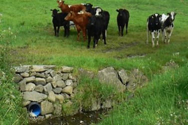 Tidy Farms Healthy Streams