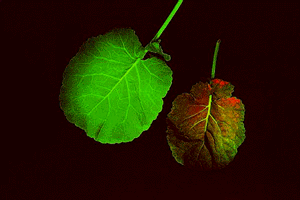GFP Plant Image
