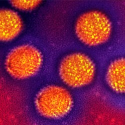 Cell Banking and Virus Production