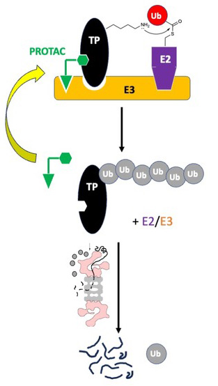 Protein Degraders Progress Limitations Future Directions