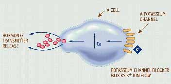 ICAgen Raises $19 Million for Ion Channel Development