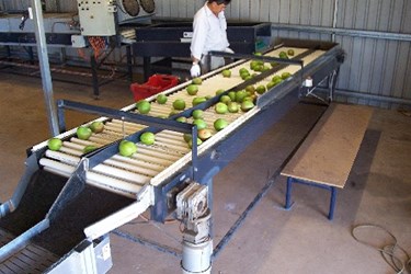 Produce Processing Improves With Automated Systems