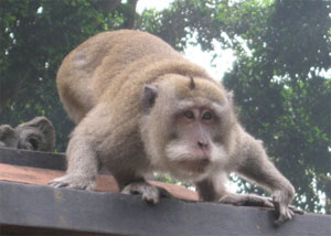 Researchers' Sequencing Of Human and Monkey Malaria Genomes Reveals ...