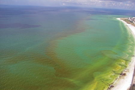 Carbonxt Awarded Grant To Develop Red Tide Mitigation Technology