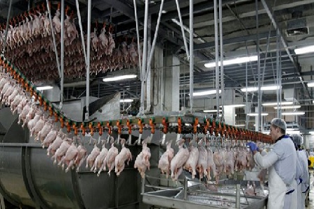 Poultry Modernization Grants Unexpected Freedom