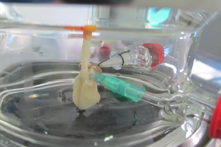 Researchers Create Miniaturized Artificial 3D Human Lung