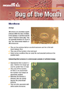 Bug of the Month: Microthorax