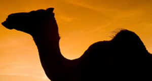 Cancer Gene Therapy From Camels