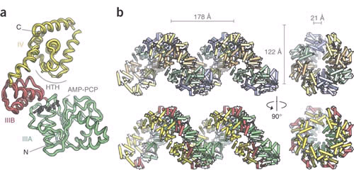 Molecular DNA Switch Found To Be The Same For All Life