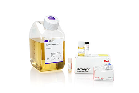 The Freedom ExpiCHO-S Kit Generates Stable Clones And Delivers Enhanced ...